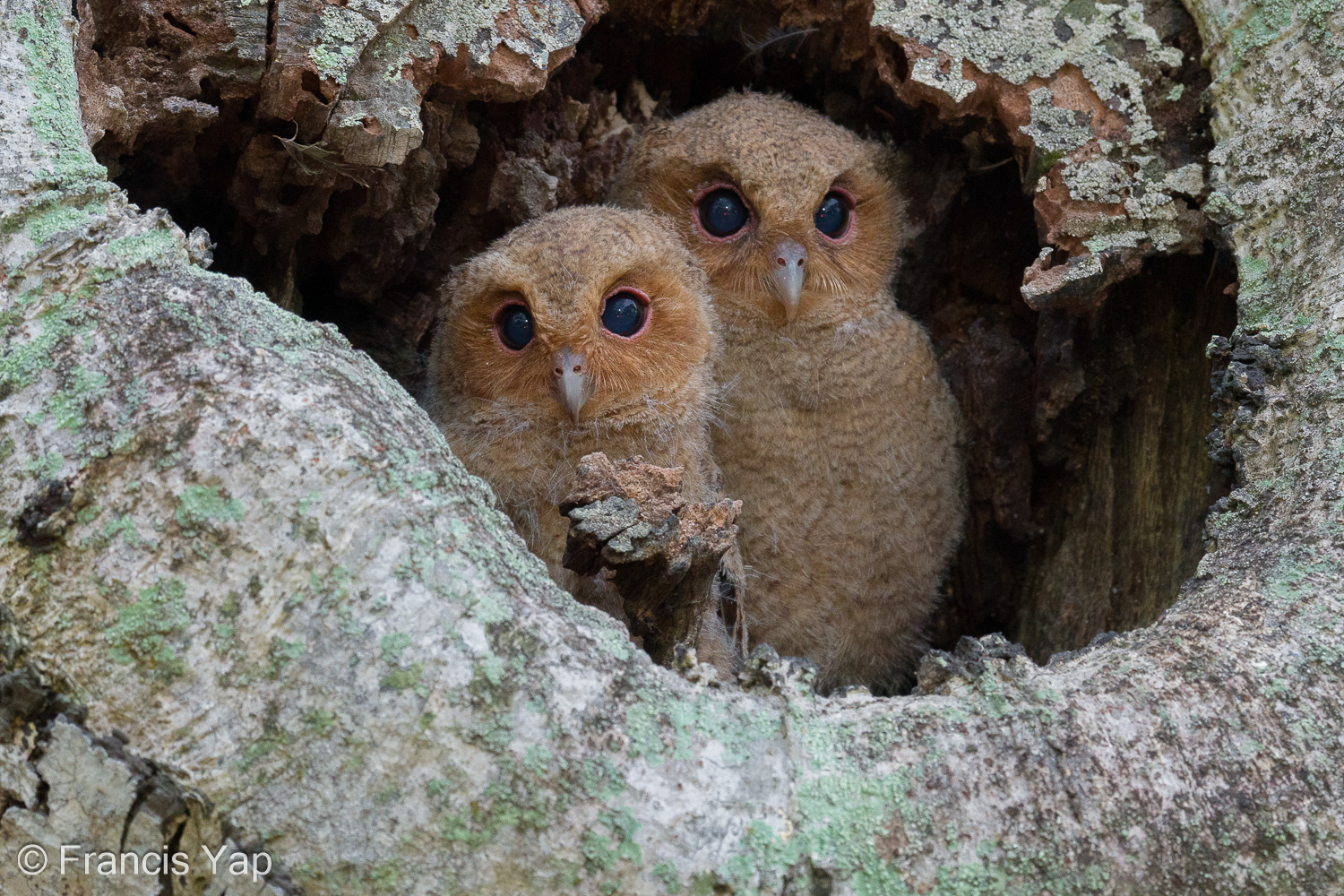 Singapore’s Scops Owl – Revisited | Francis Yap Wildlife Blog