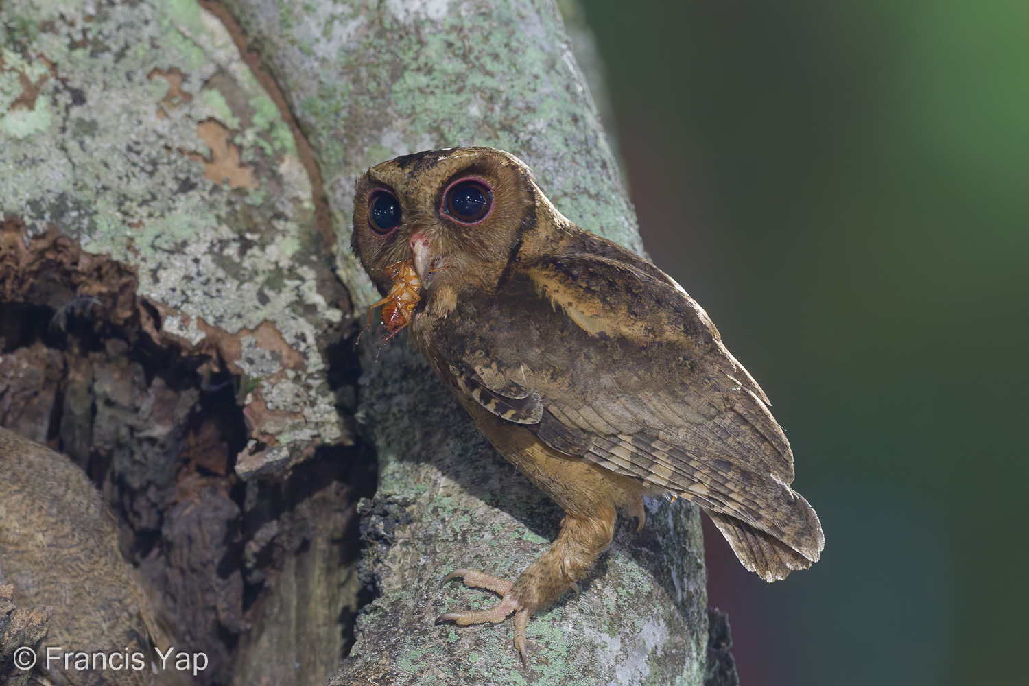 Singapore / Birds / Collared Scops Owl | Francis Yap Nature Photography