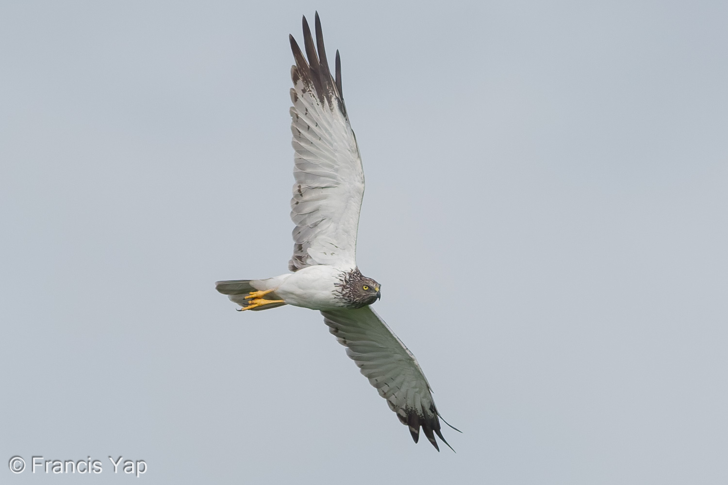 Singapore / Birds / Eastern Marsh Harrier | Francis Yap Nature Photography