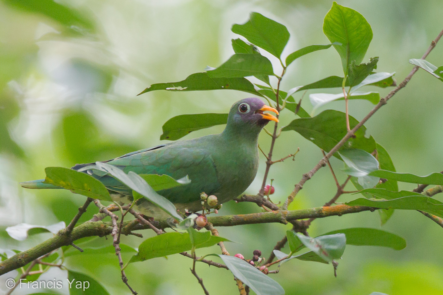 Singapore / Birds / Jambu Fruit Dove | Francis Yap Nature Photography