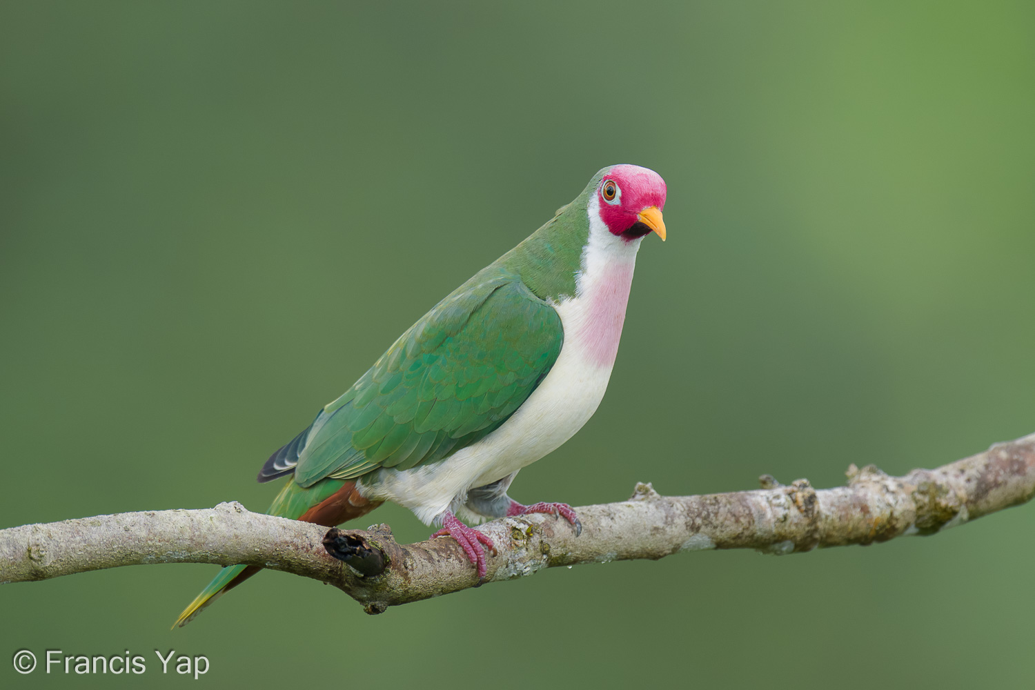 Singapore / Birds / Jambu Fruit Dove | Francis Yap Nature Photography