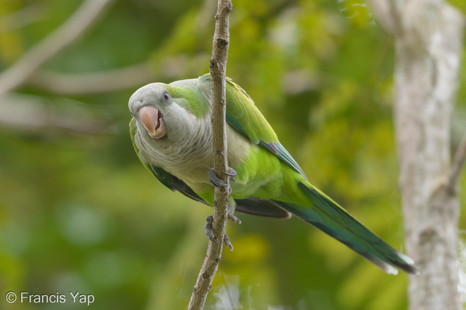 Singapore / Birds / Monk Parakeet | Francis Yap Nature Photography