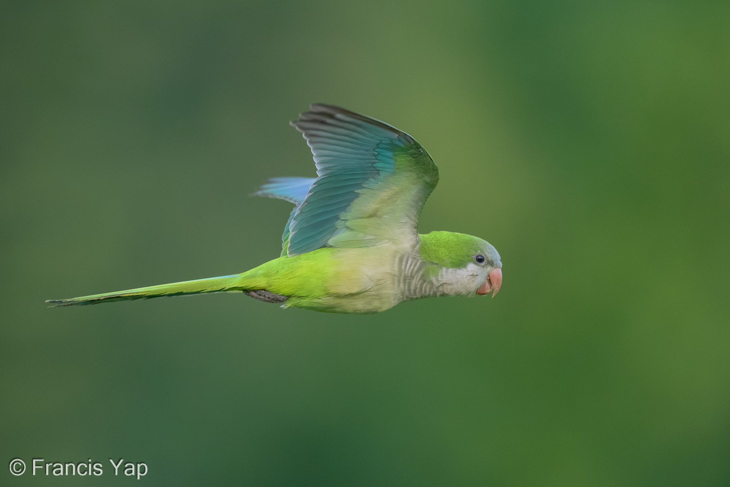Singapore / Birds / Monk Parakeet | Francis Yap Nature Photography
