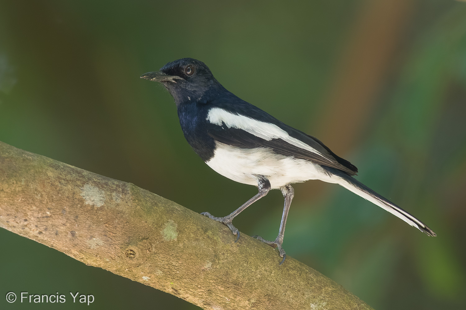 Singapore / Birds / Oriental Magpie-Robin | Francis Yap Nature Photography