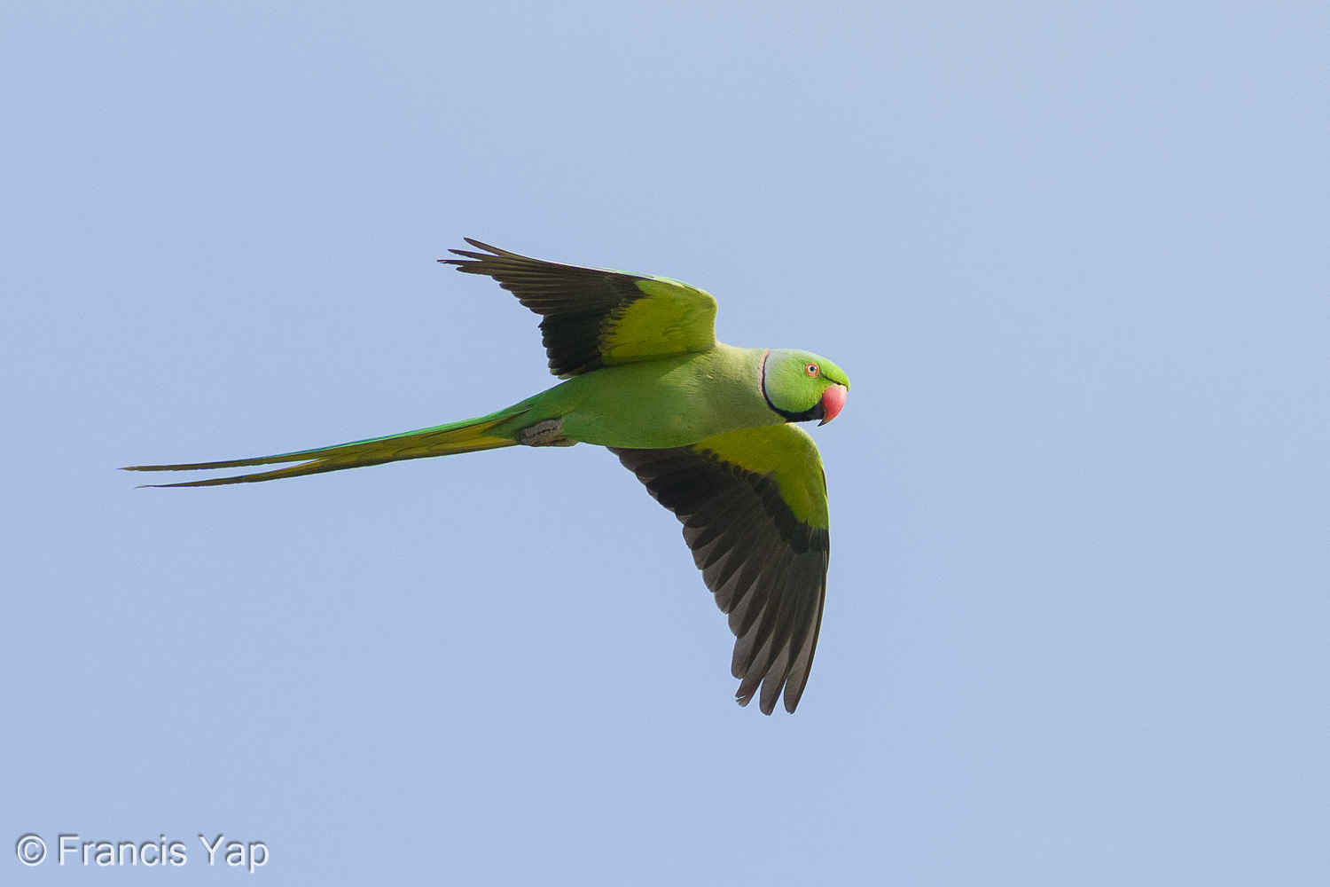 Singapore / Birds / Rose-ringed Parakeet | Francis Yap Nature Photography