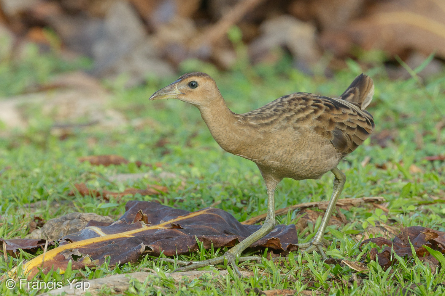 Singapore / Birds / Watercock | Francis Yap Nature Photography
