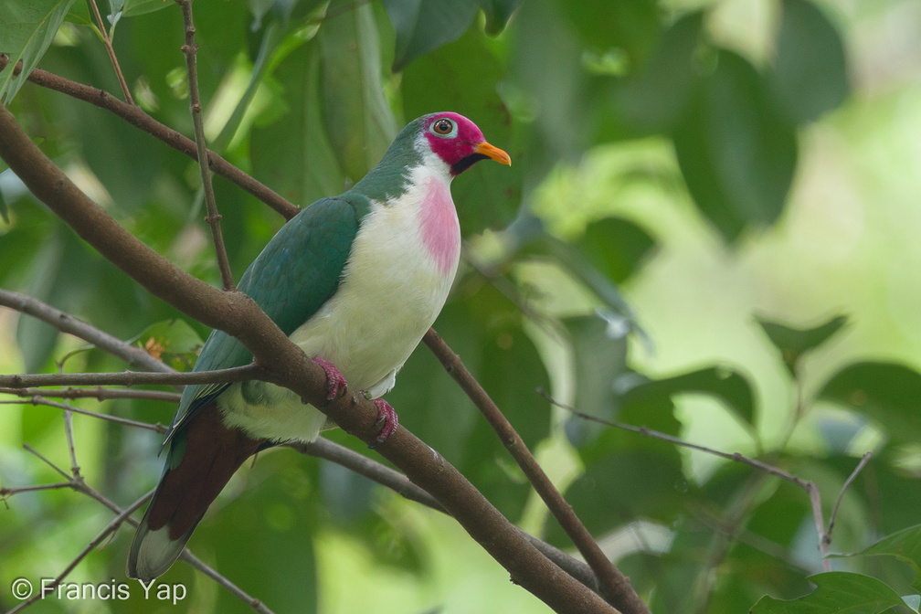 Singapore / Birds / Jambu Fruit Dove | Francis Yap Nature Photography