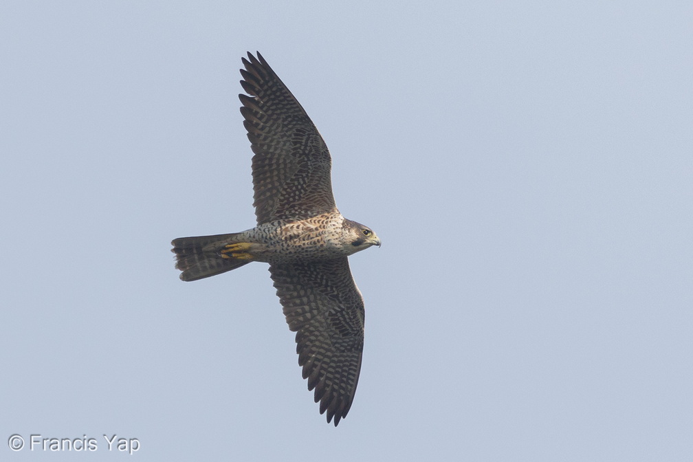 Singapore / Birds / Peregrine Falcon | Francis Yap Nature Photography