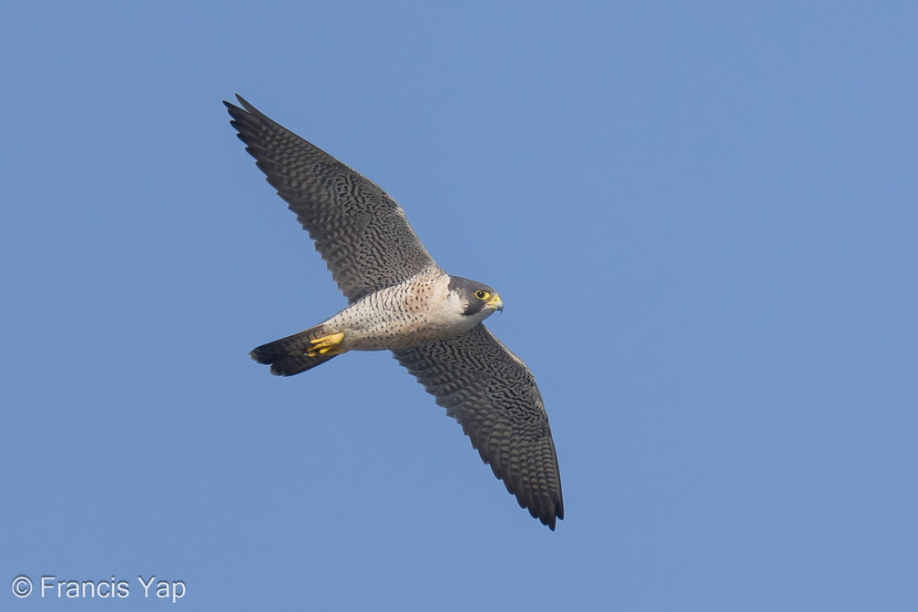 Singapore / Birds / Peregrine Falcon | Francis Yap Nature Photography