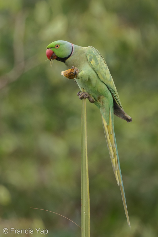 Singapore / Birds / Rose-ringed Parakeet | Francis Yap Nature Photography