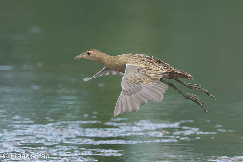 Singapore / Birds / Watercock | Francis Yap Nature Photography